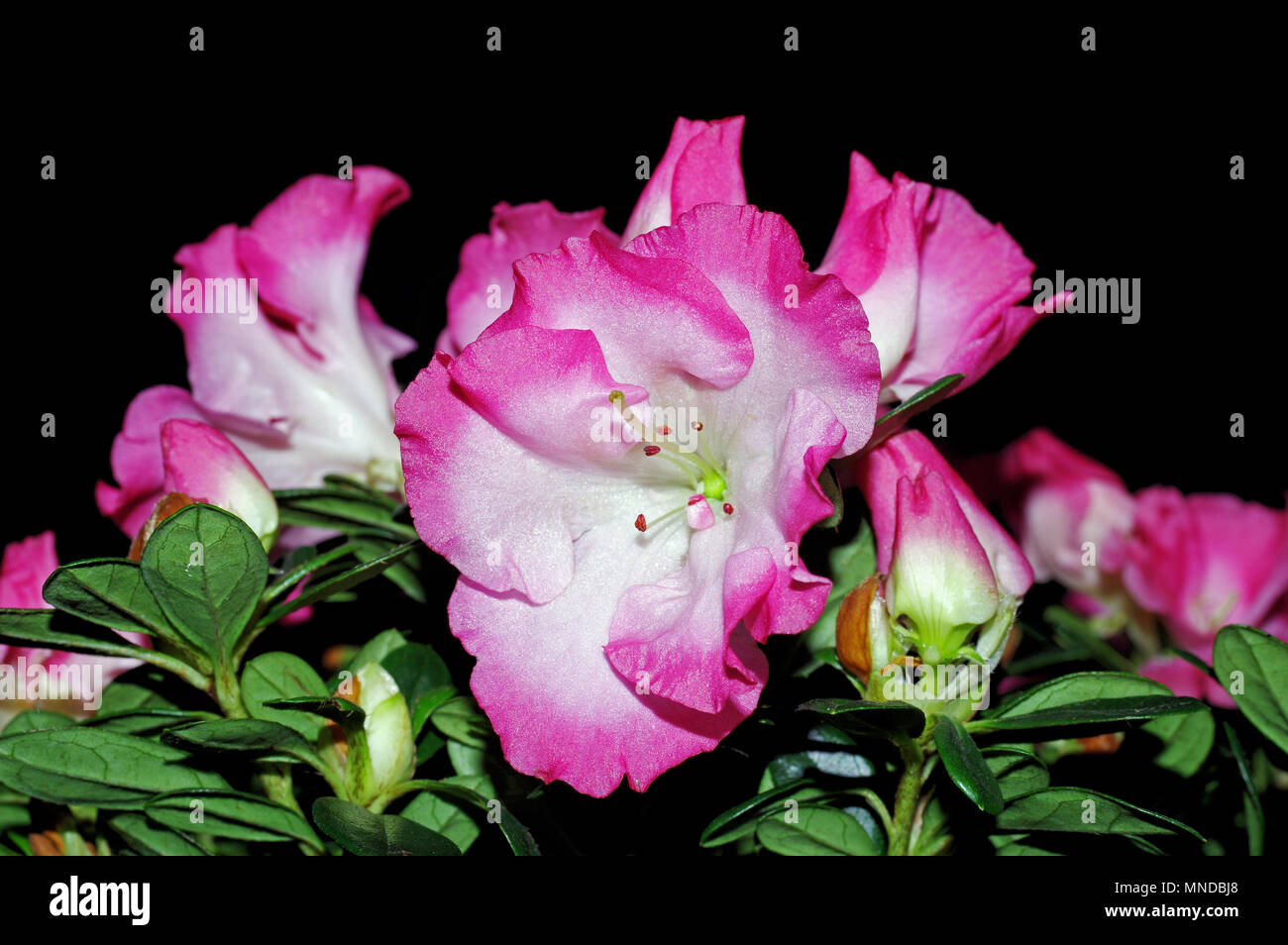 Azalea close up hi-res stock photography and images - Alamy