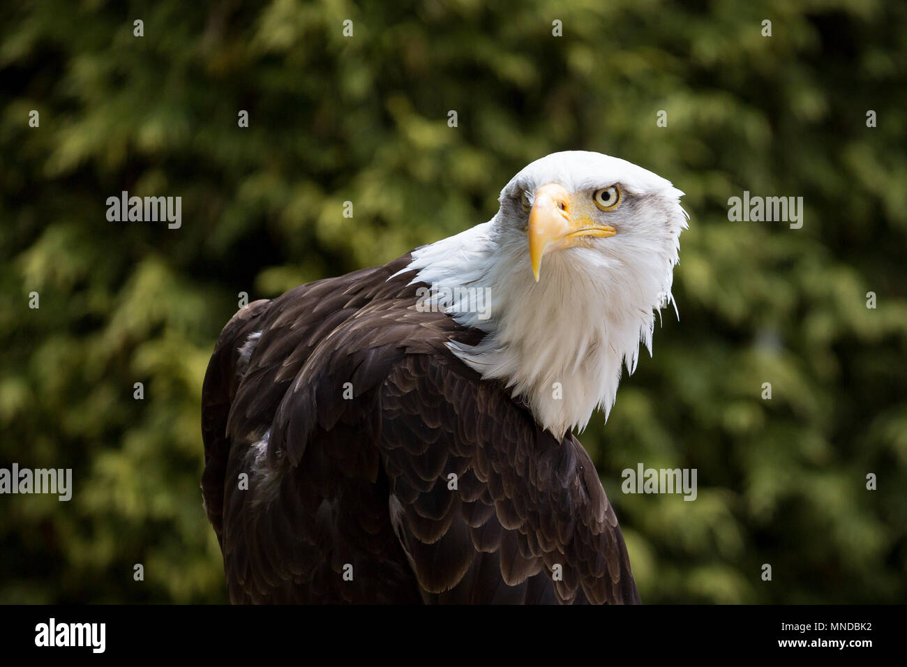 Close up of American Bald Eagle head Stock Photo - Alamy