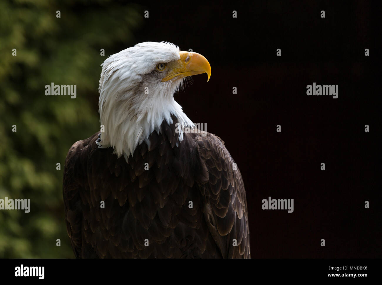American bird conservancy hi-res stock photography and images - Alamy