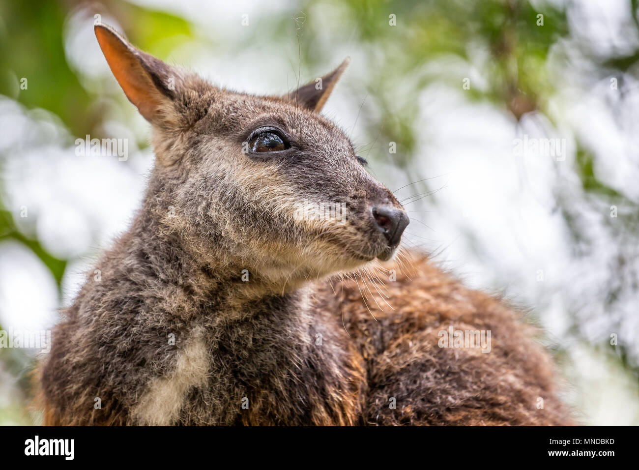 Wallaby head kangaroo marsupial cute hi-res stock photography and ...
