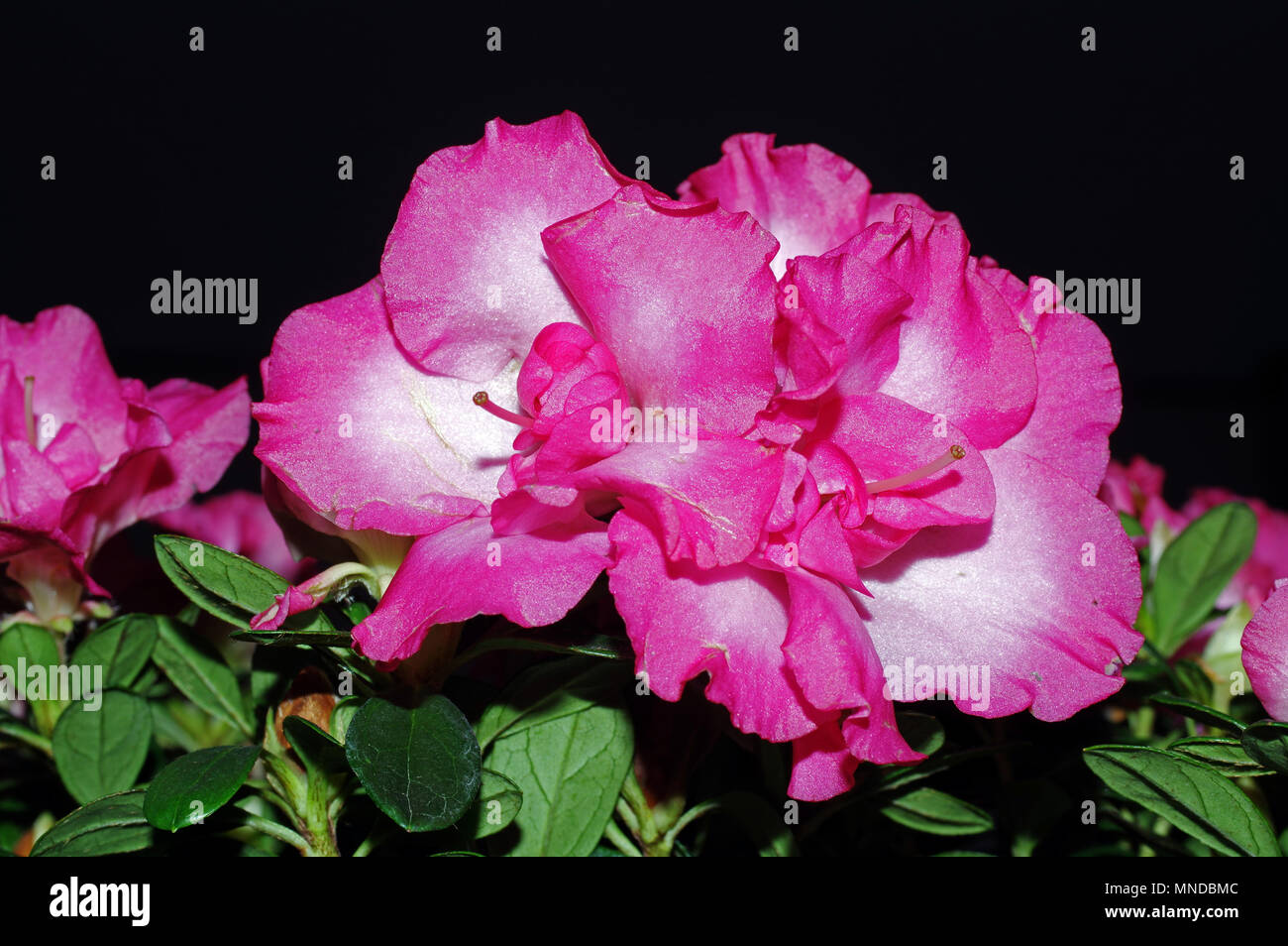 Azalea close up hi-res stock photography and images - Alamy