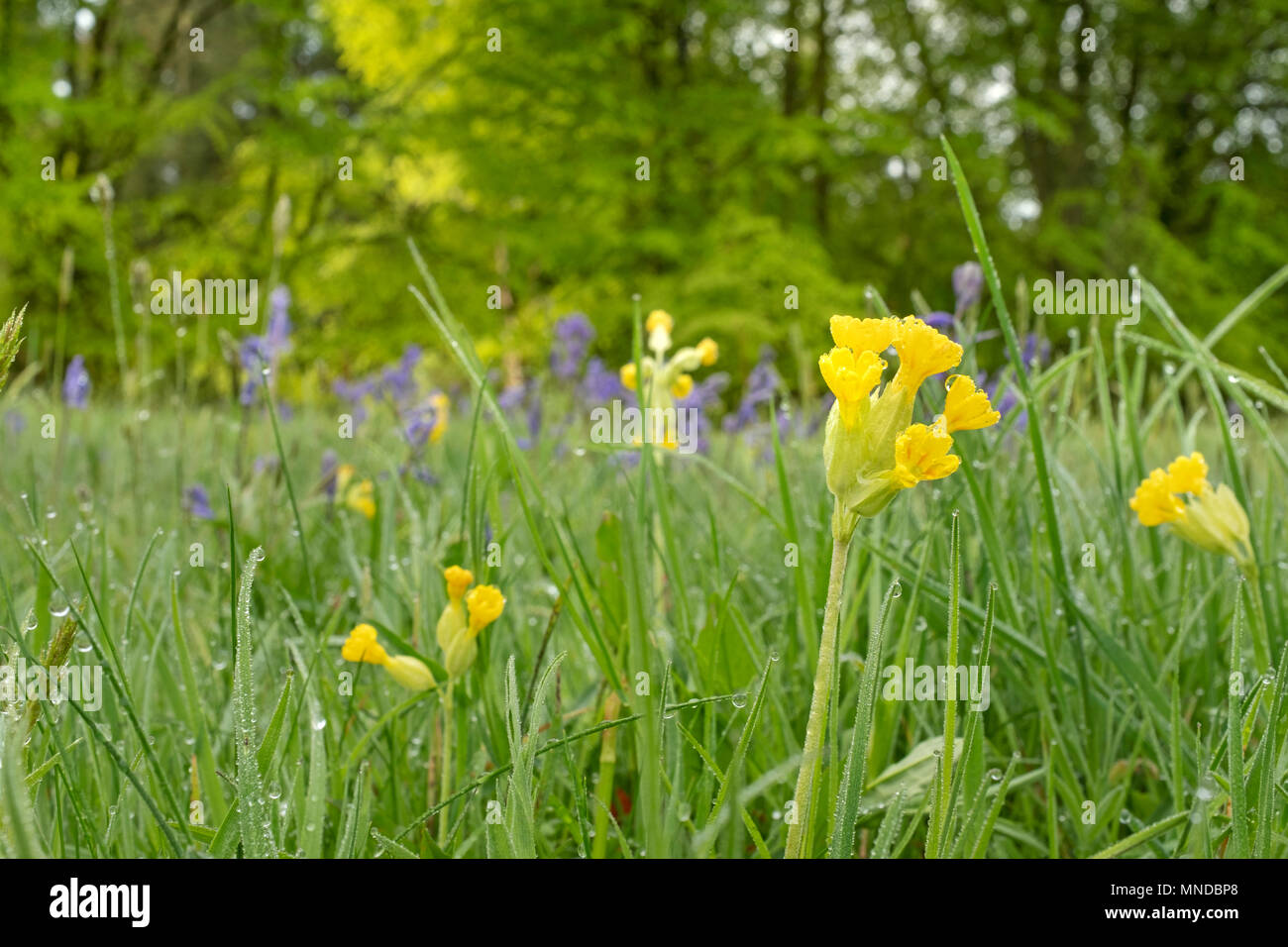 Welsh wild flowers hi-res stock photography and images - Alamy