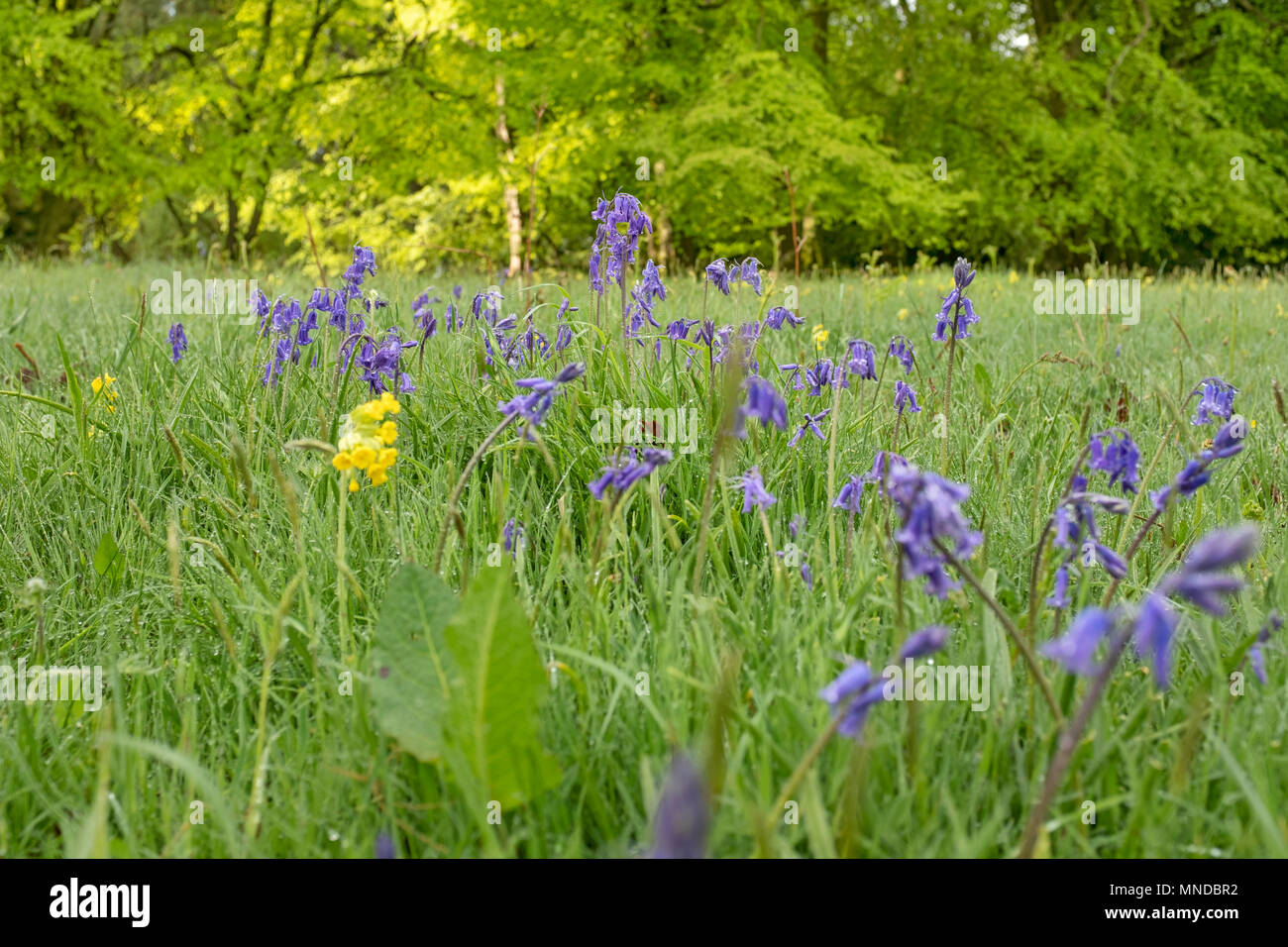 Welsh wild flowers hi-res stock photography and images - Alamy