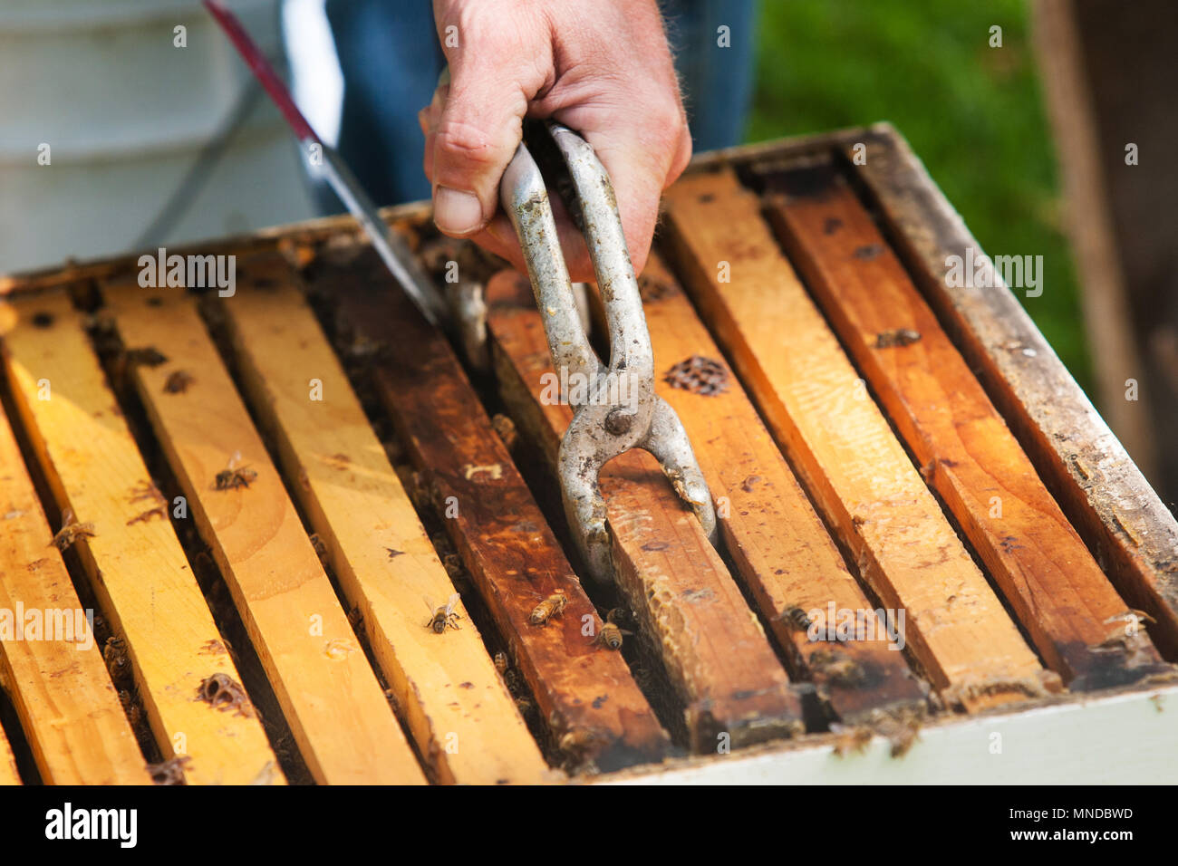 Beekeeper pulls a beehives frame for inspection Stock Photo - Alamy