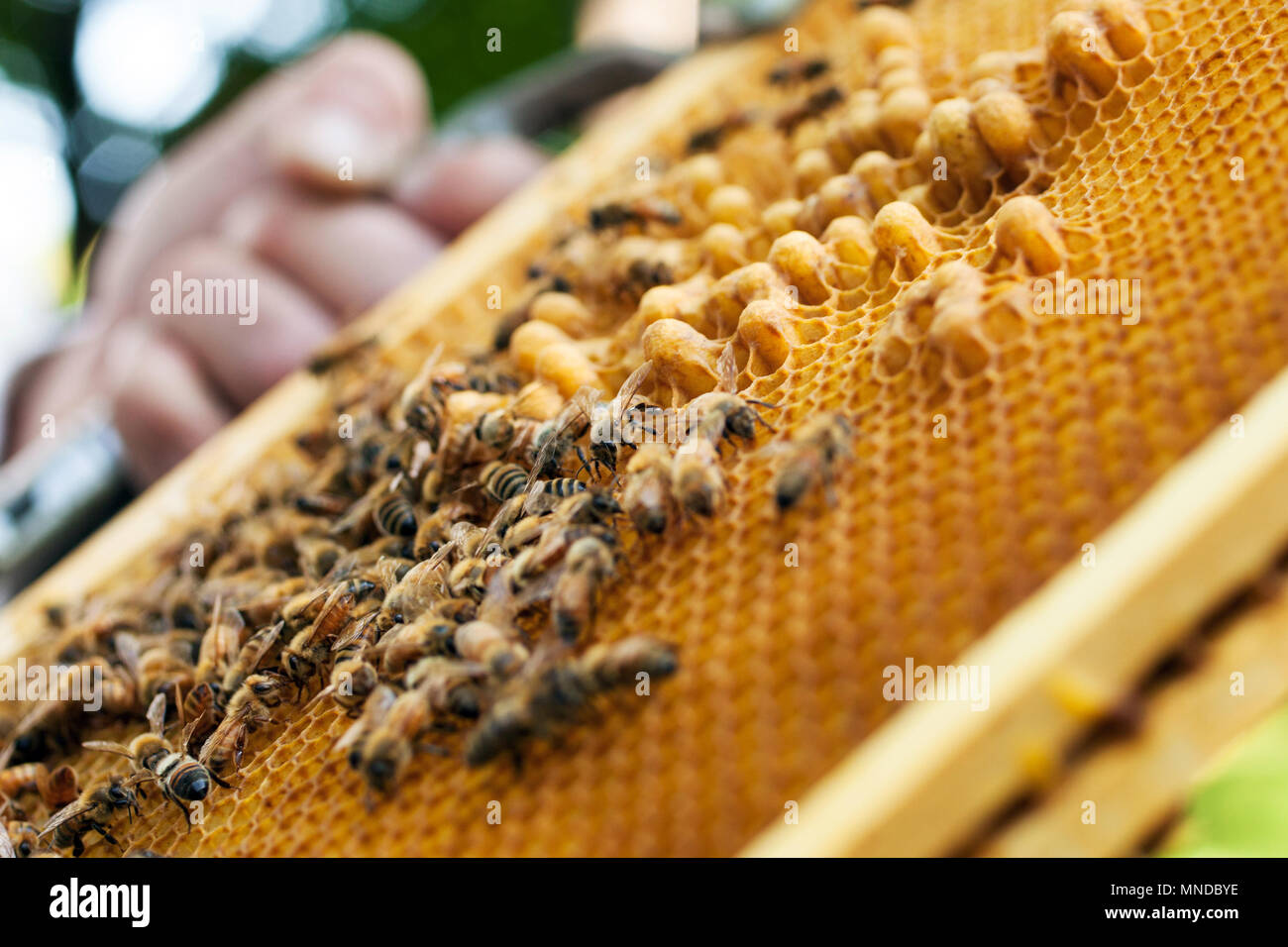 Brood frame with queen cell hi-res stock photography and images - Alamy