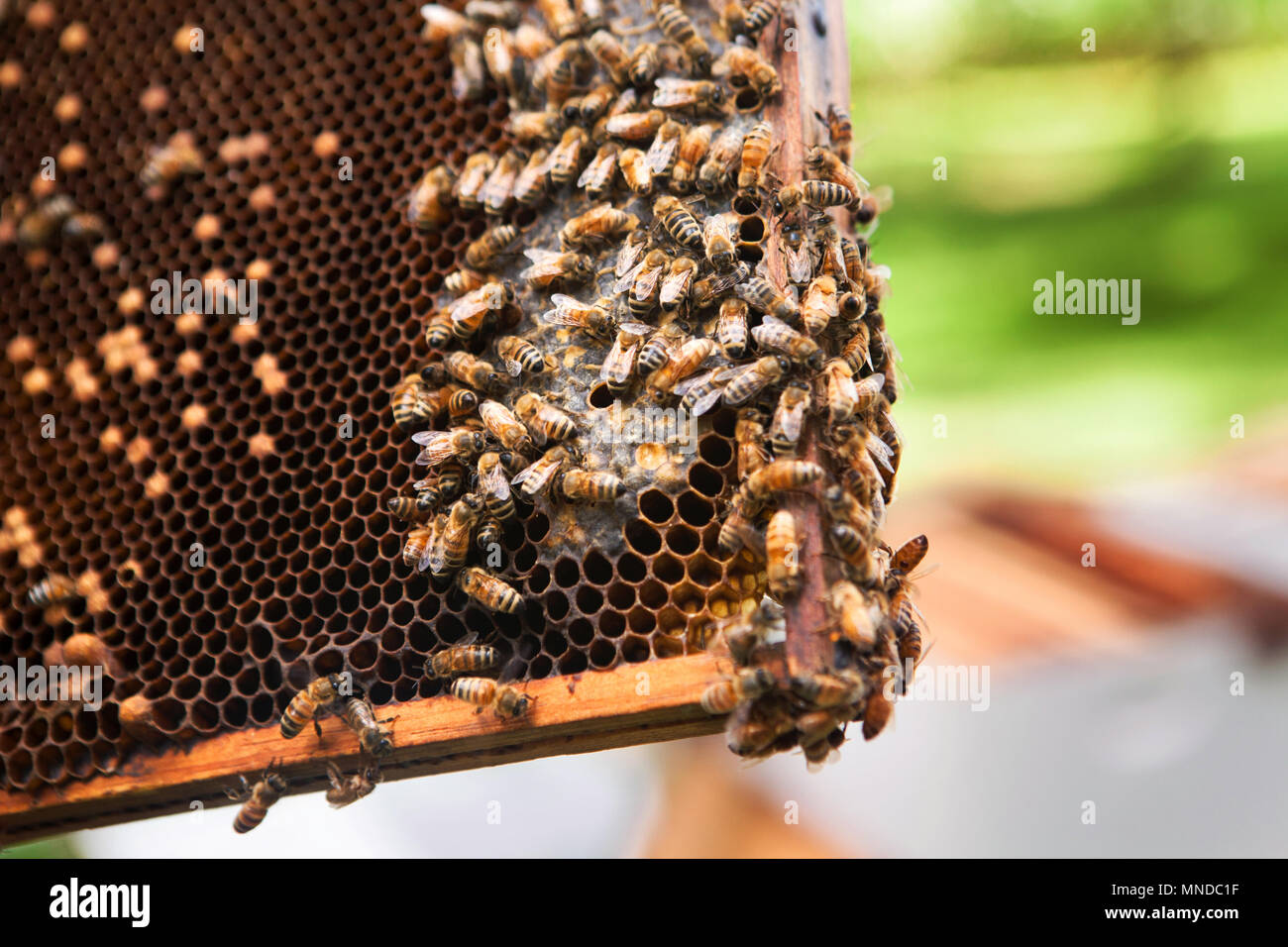 Bee keeper holds a beehives frame for inspection Stock Photo - Alamy