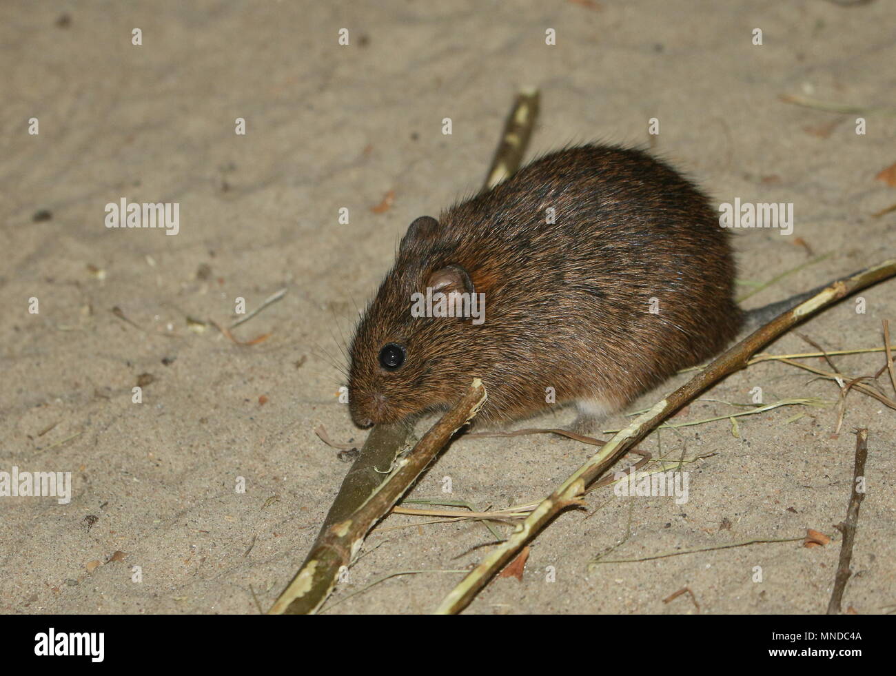 Hispid cotton rat sigmodon hispidus hi-res stock photography and images ...