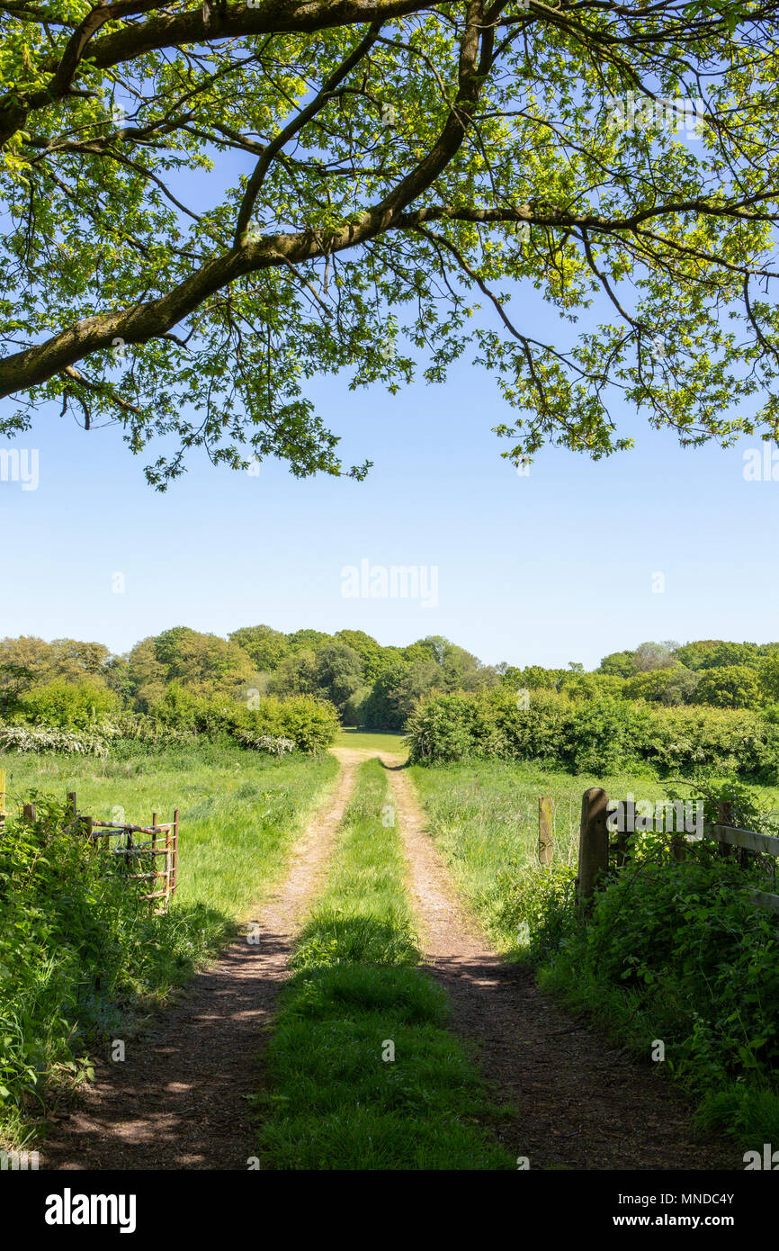 Farmland path with open gate in Cheshire UK Stock Photo - Alamy