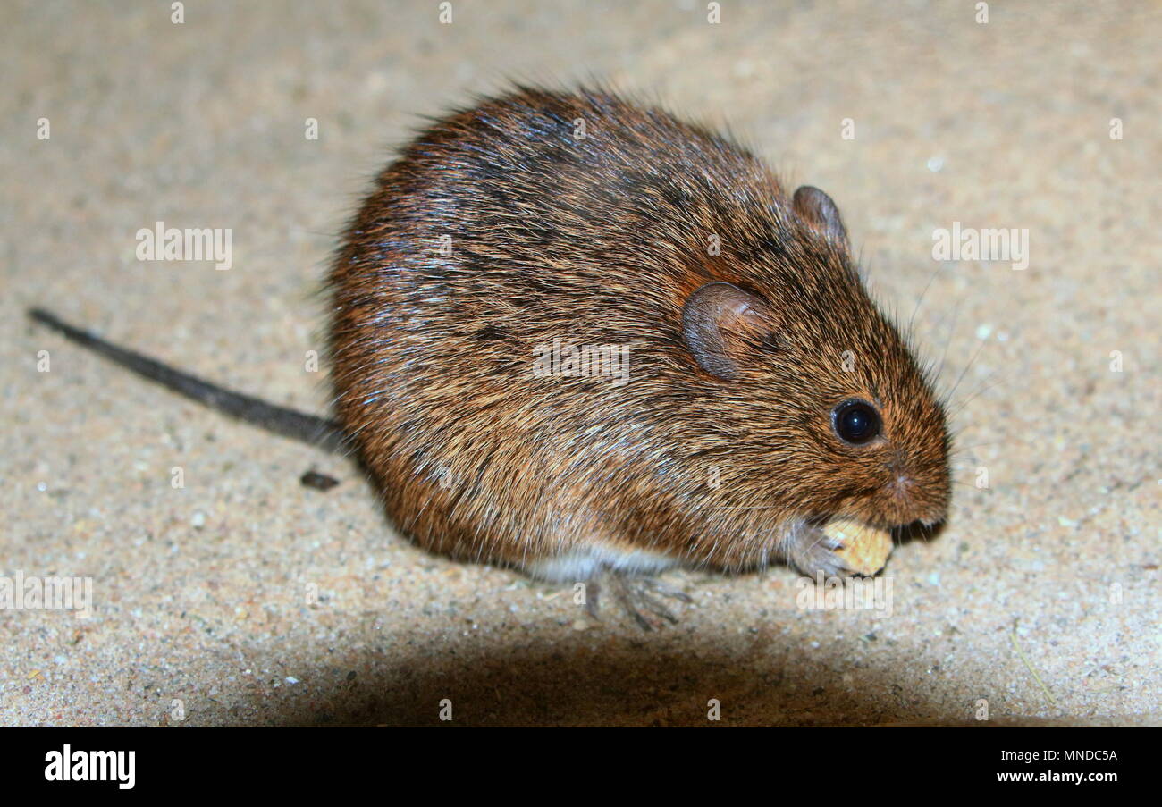 Hispid cotton rat sigmodon hispidus hi-res stock photography and images ...