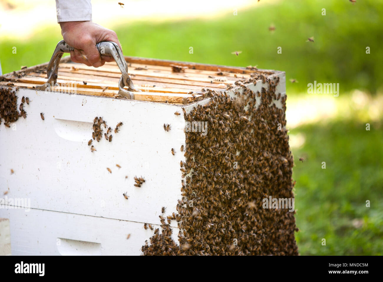 Beehive on legs hi-res stock photography and images - Alamy