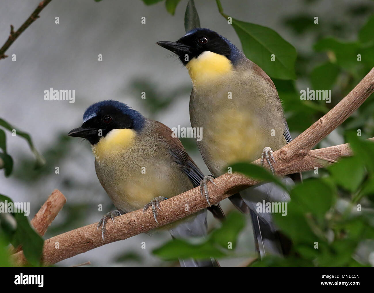 Blue crowned laughingthrush china hi-res stock photography and images ...