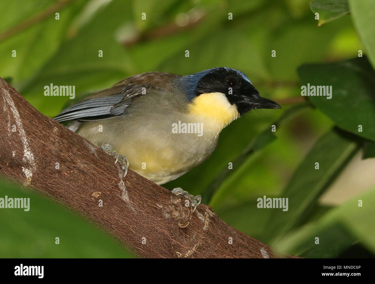 Chinese Blue-crowned laughingthrush a.k.a. Courtois's laughingbird ...