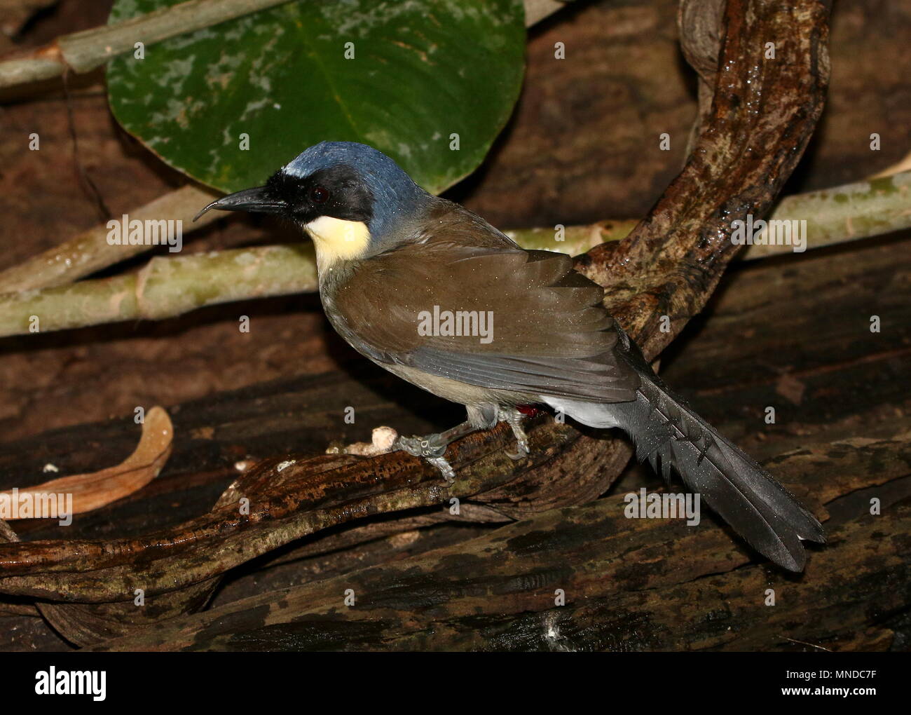 Chinese Blue-crowned laughingthrush a.k.a. Courtois's laughingbird ...