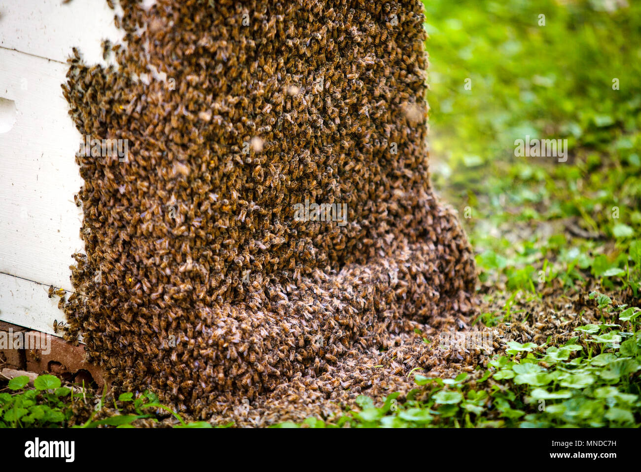 Honey bee swarm hi-res stock photography and images - Alamy