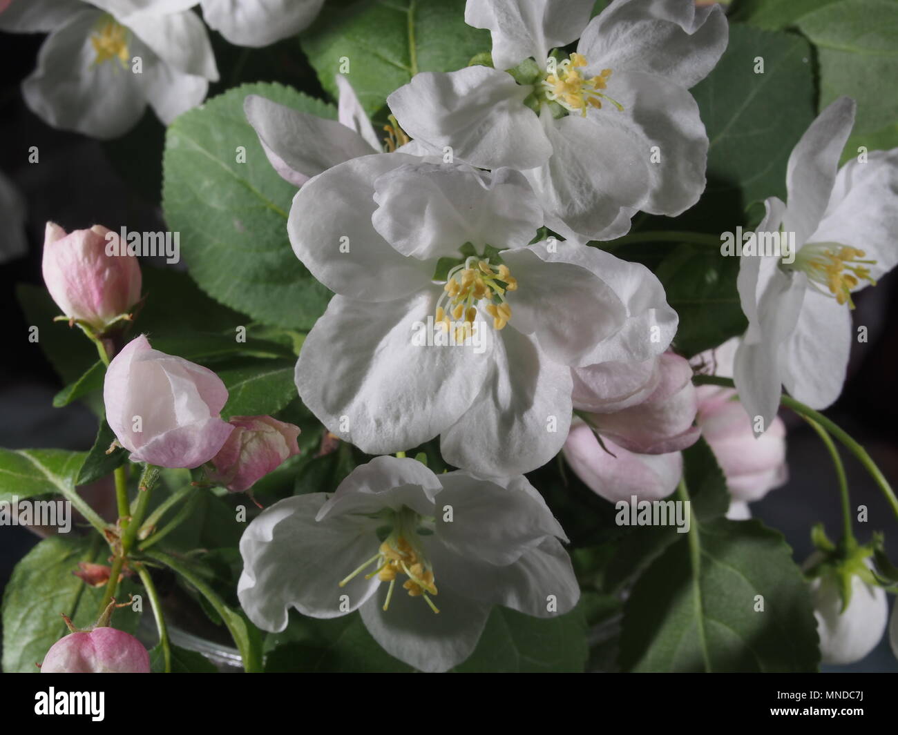 Apple tree blooms. White petals of the opened flower buds. Close up ...