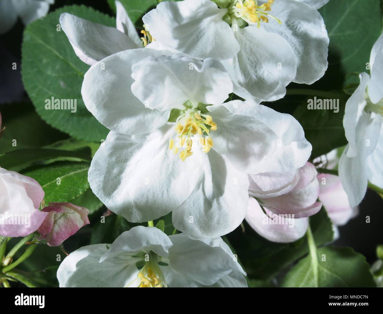Apple tree blooms. White petals of the opened flower buds. Close up ...