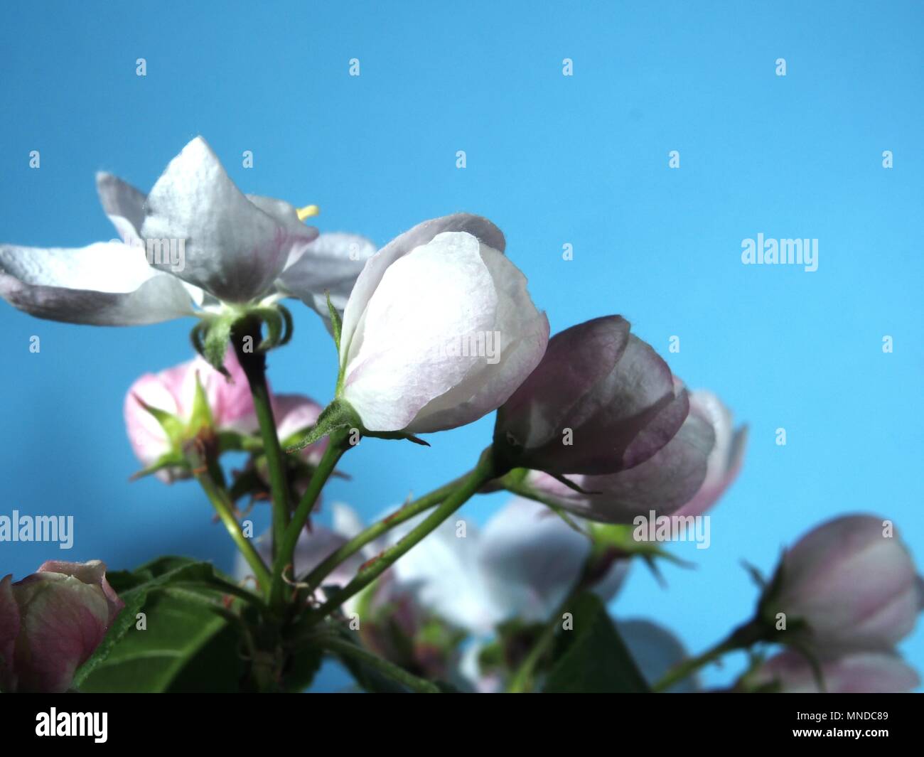 Apple tree blooms. White petals of the opened flower buds. Close up ...