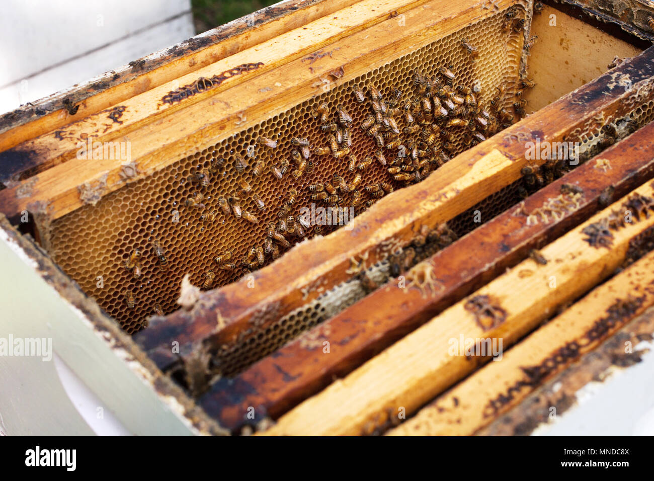Brood frame with queen cell hi-res stock photography and images - Alamy
