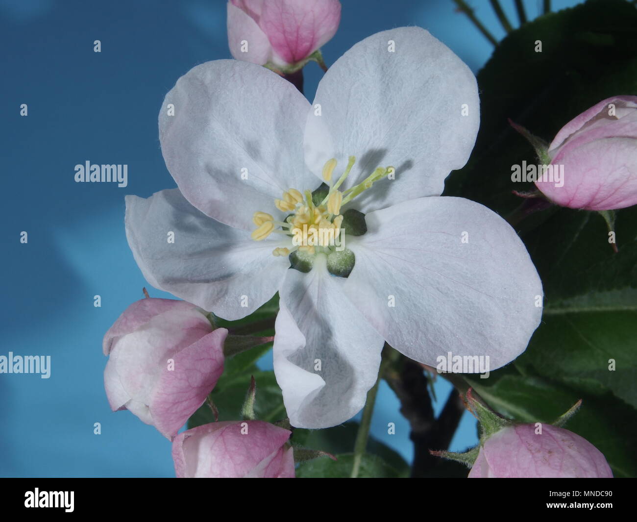 Apple tree blooms. White petals of the opened flower buds. Close up ...
