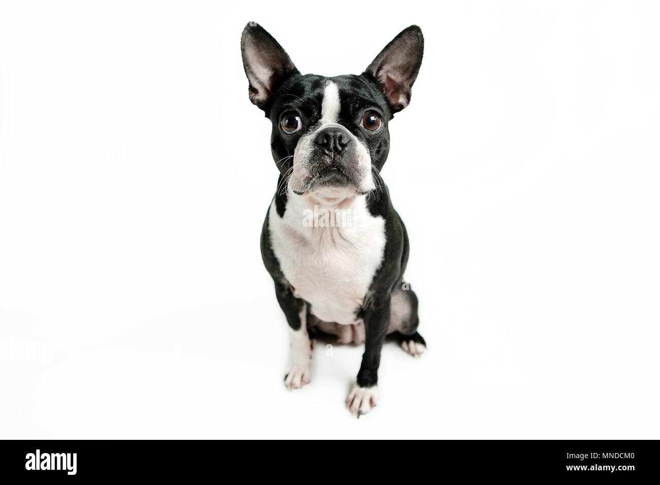 Boston terrier dog sitting Stock Photo - Alamy
