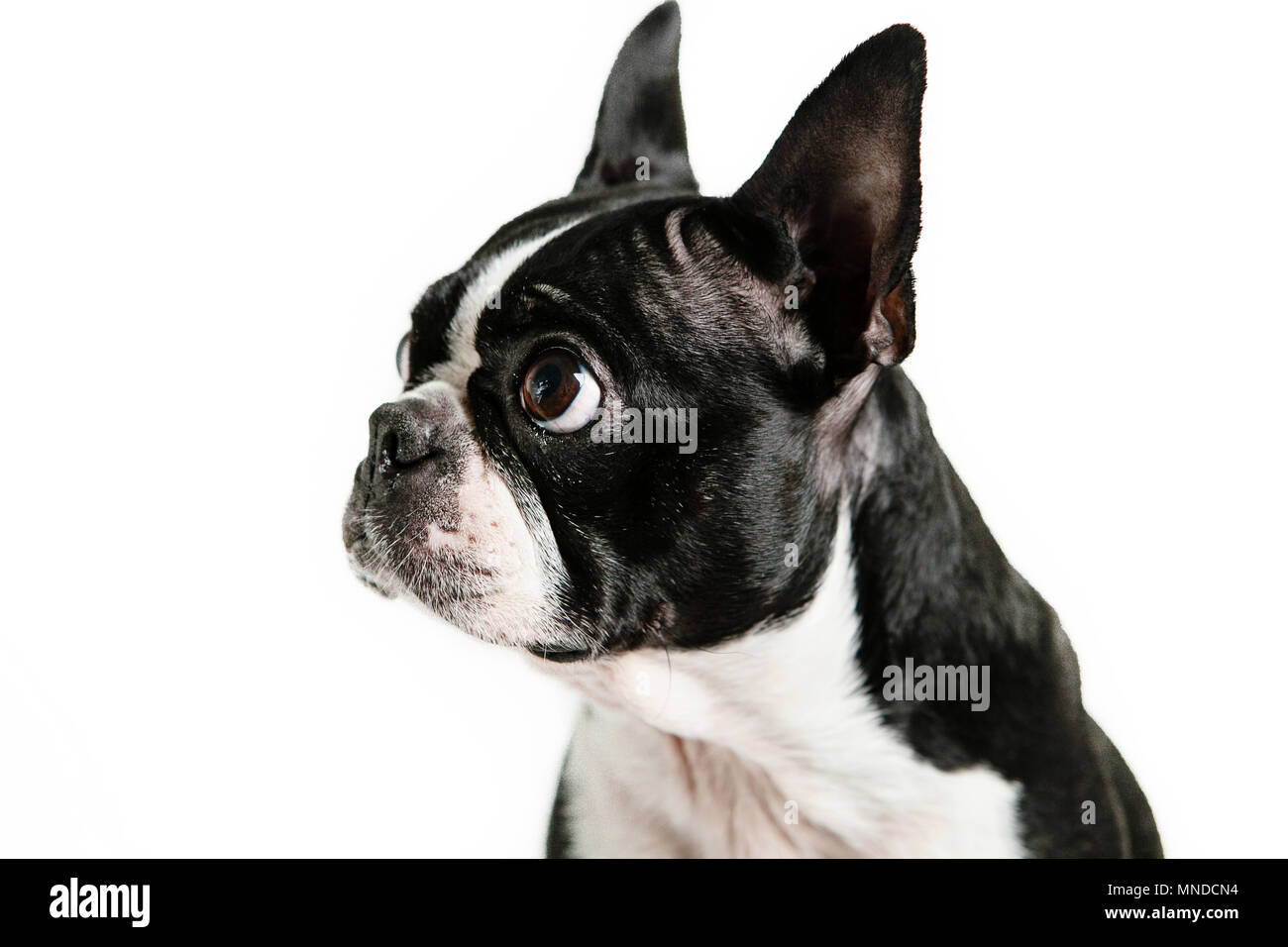 Boston terrier head portrait hi-res stock photography and images - Alamy