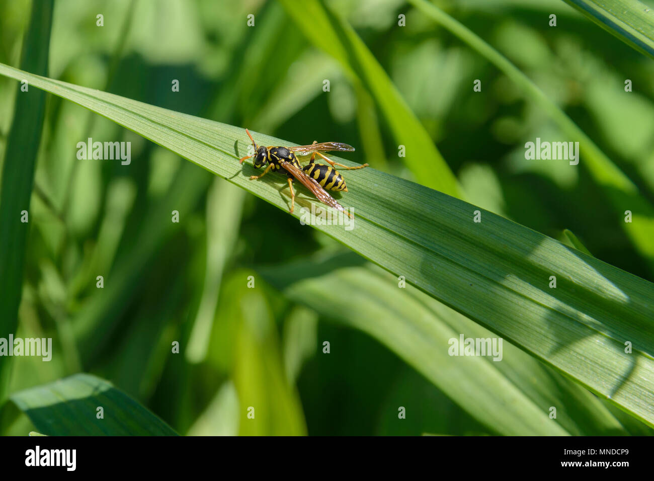 Wasp crawling on a green leaf Stock Photo - Alamy