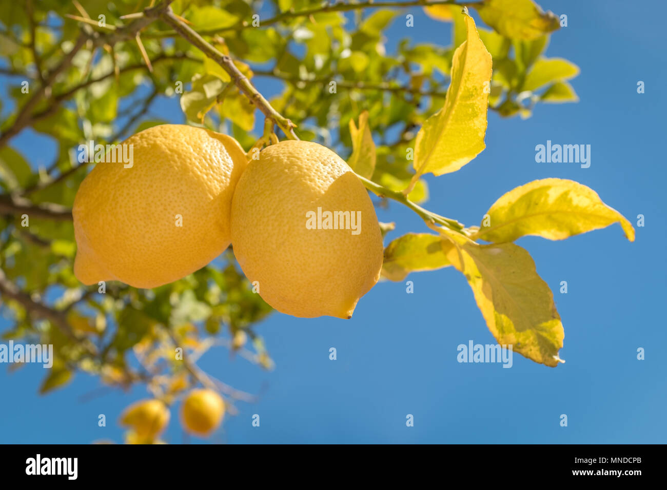 Two lemons on a lemon tree in Andalucia, Spain. The sky is a clear blue ...