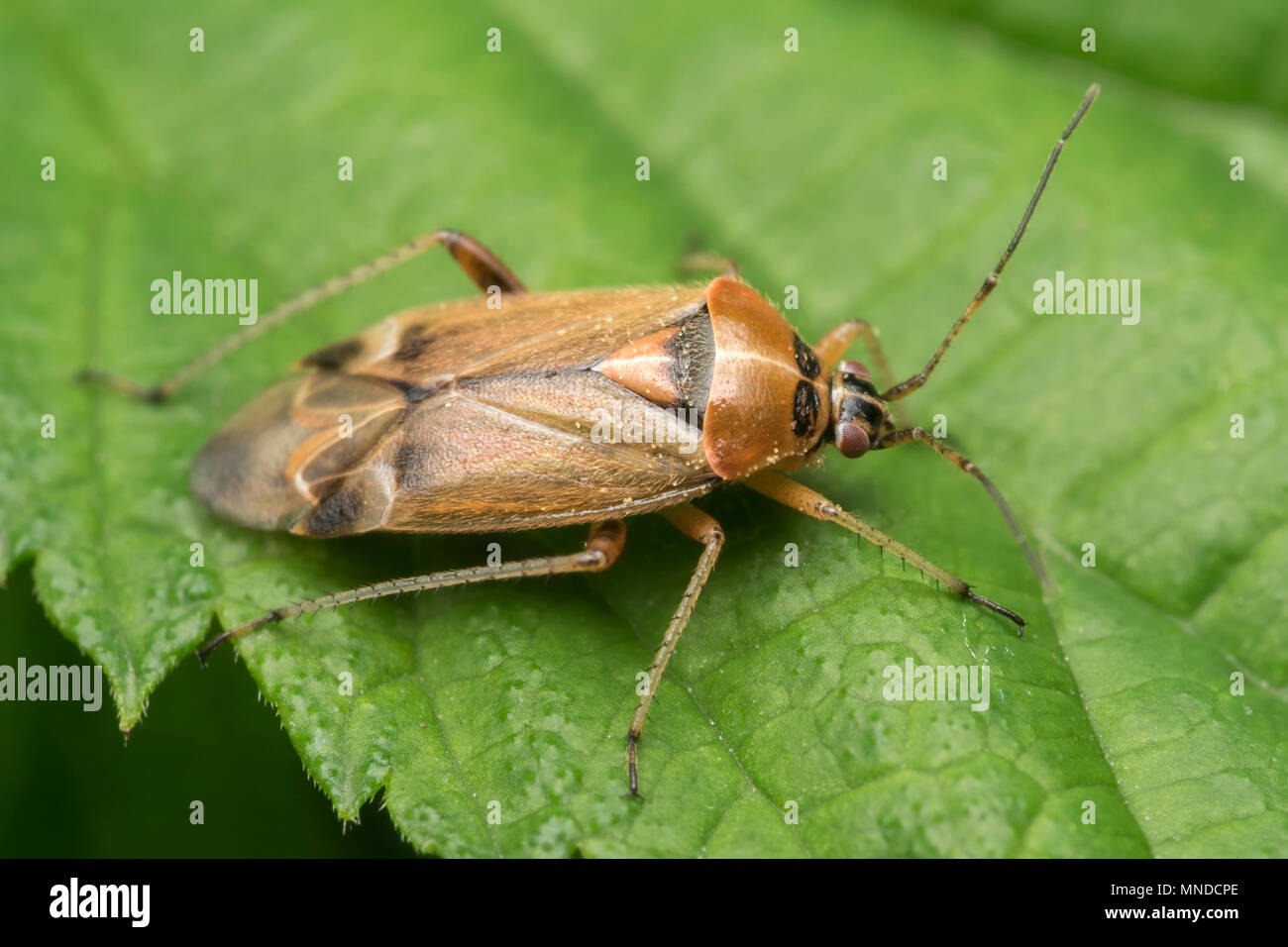 Harpocera thoracica female hi-res stock photography and images - Alamy