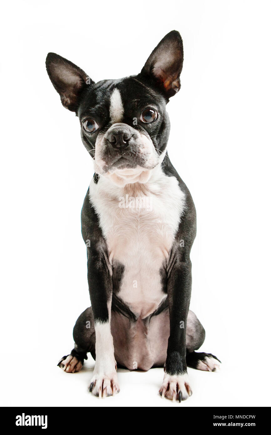 Boston terrier sit sitting hi-res stock photography and images - Alamy