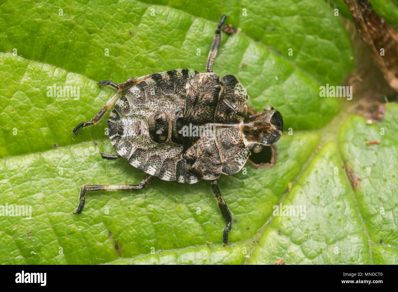 Shed skin from a forest shieldbug nymph hi-res stock photography and ...