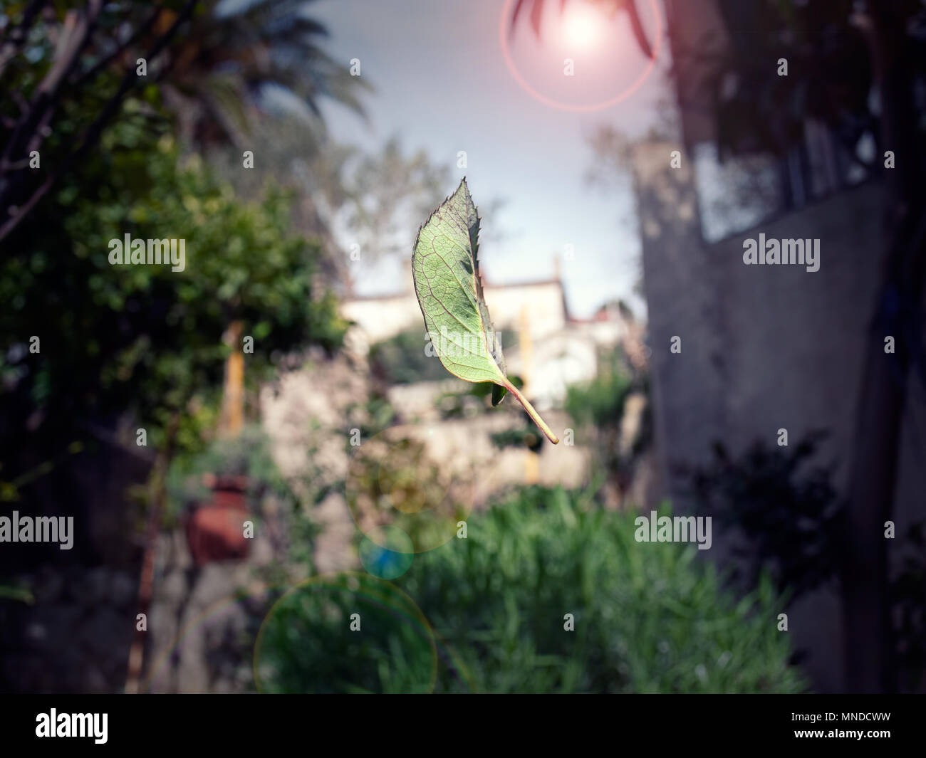 Leaf captured on the photo in a moment of falling from a tree, still in ...