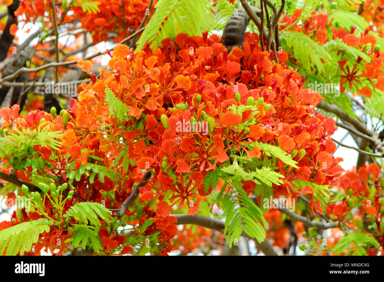 Royal poinciana trees Stock Photo - Alamy