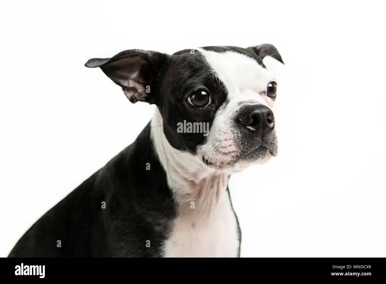 Boston terrier sit sitting hi-res stock photography and images - Alamy