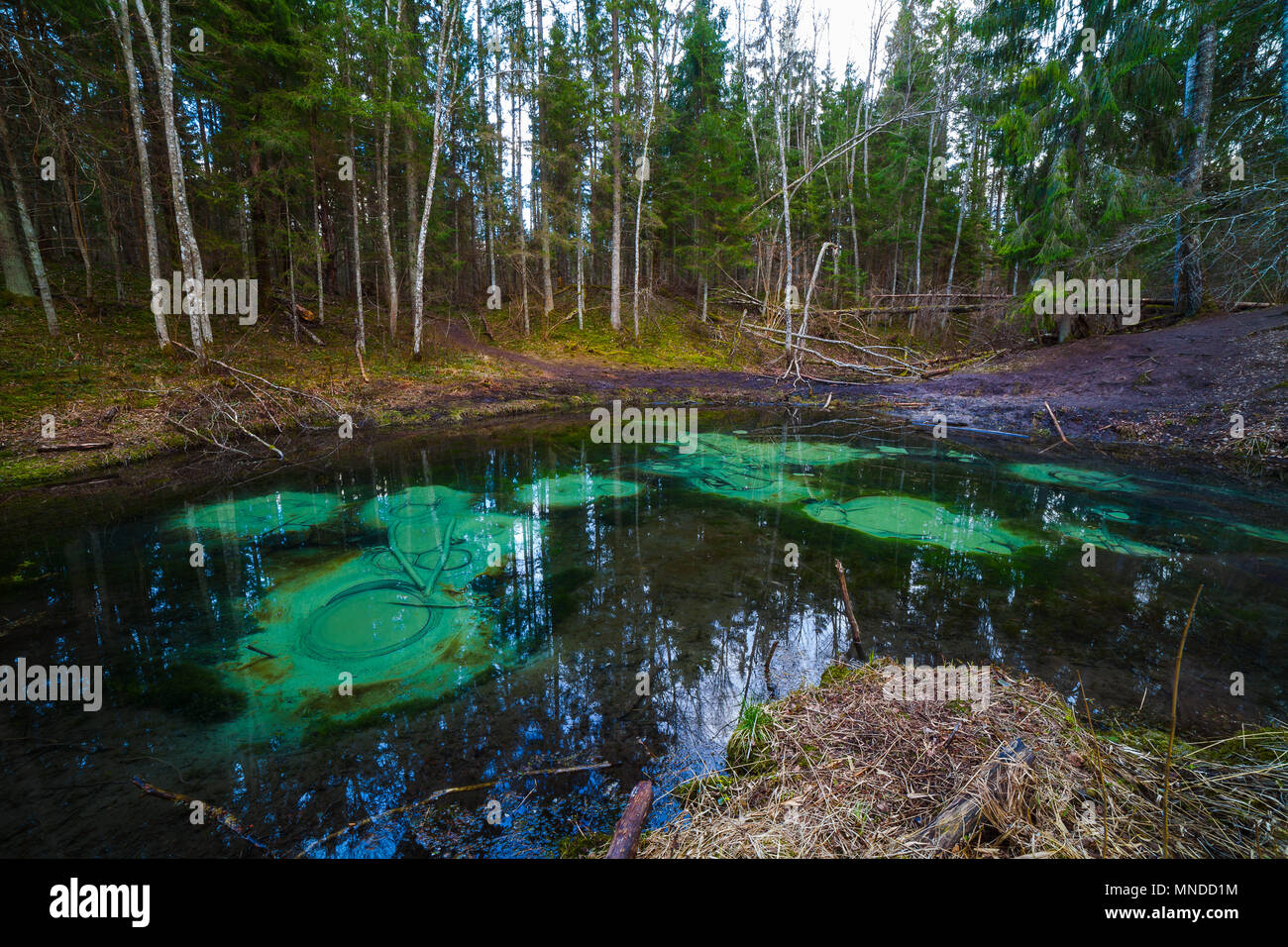 Freshwater springs of Saula, Estonian landmark. Pure water and colored ...