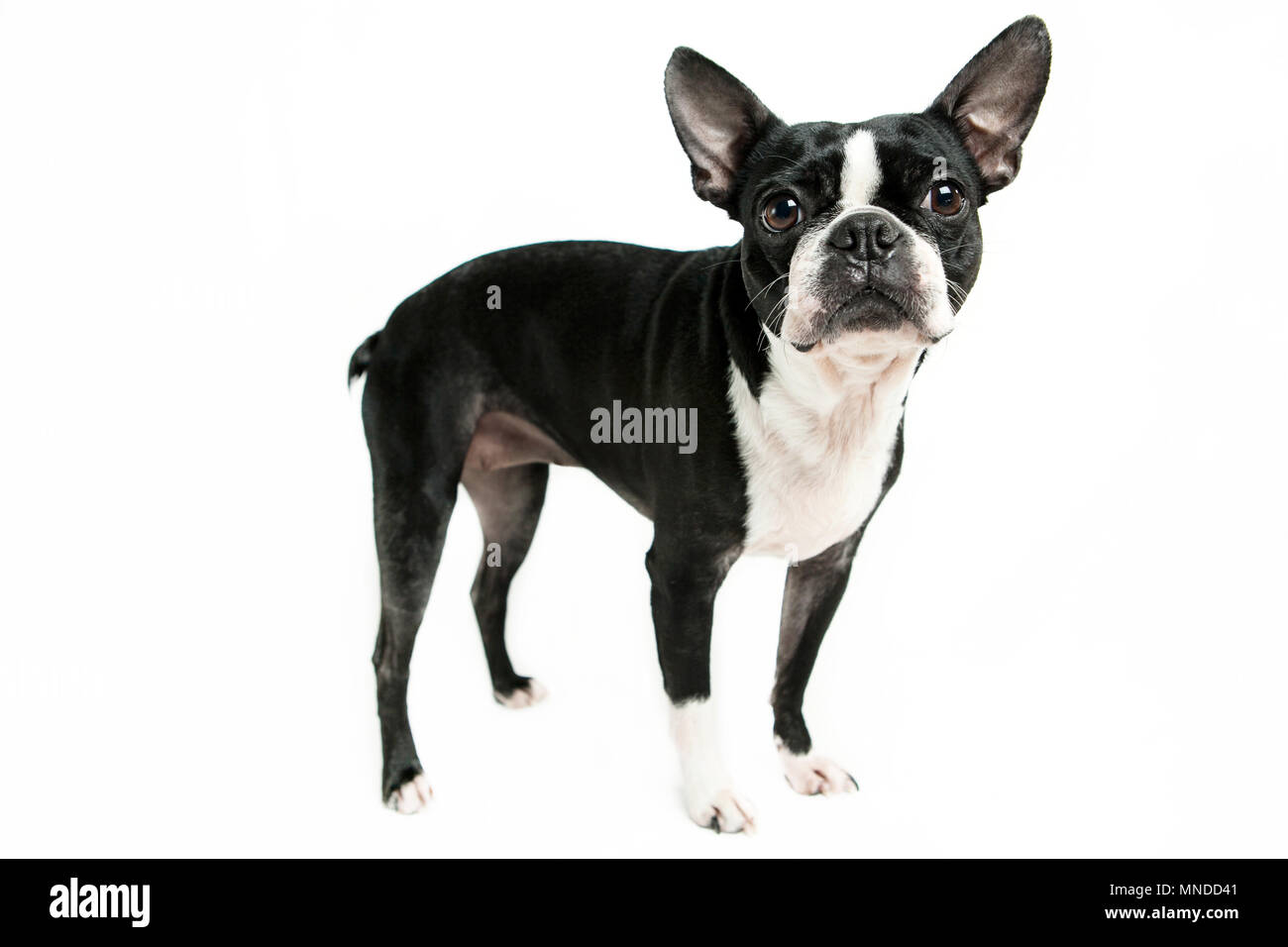 Boston Cut Out Stock Images & Pictures - Alamy