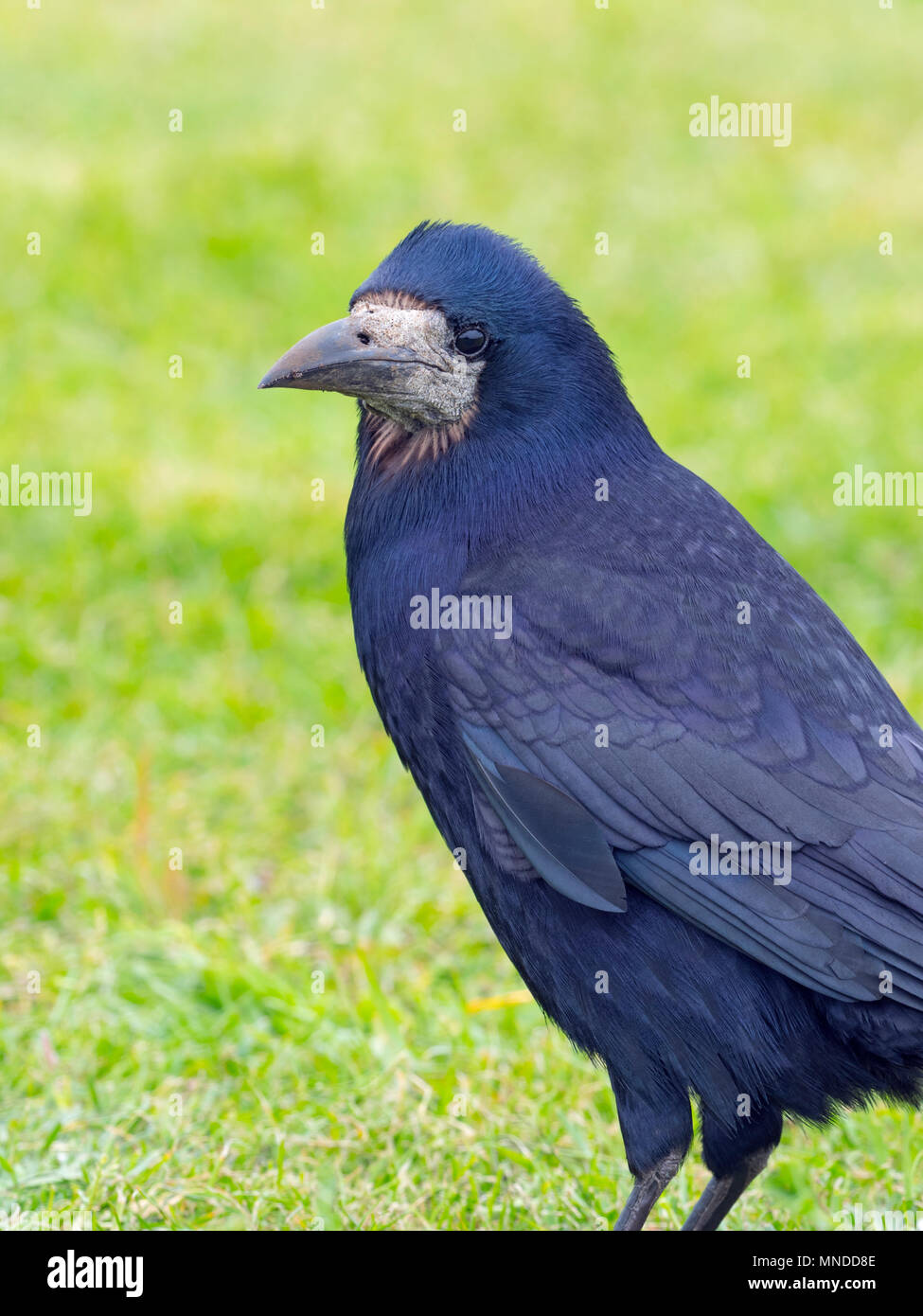 Rook Corvus frugilegus feeding in grassland East coast Norfolk Stock ...