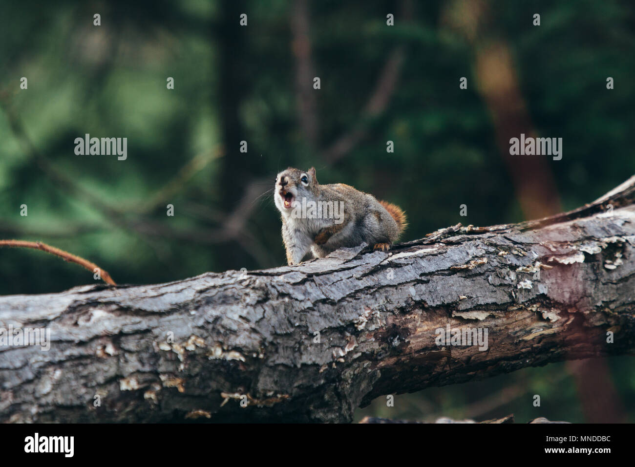 Chirping squirrel hi-res stock photography and images - Alamy