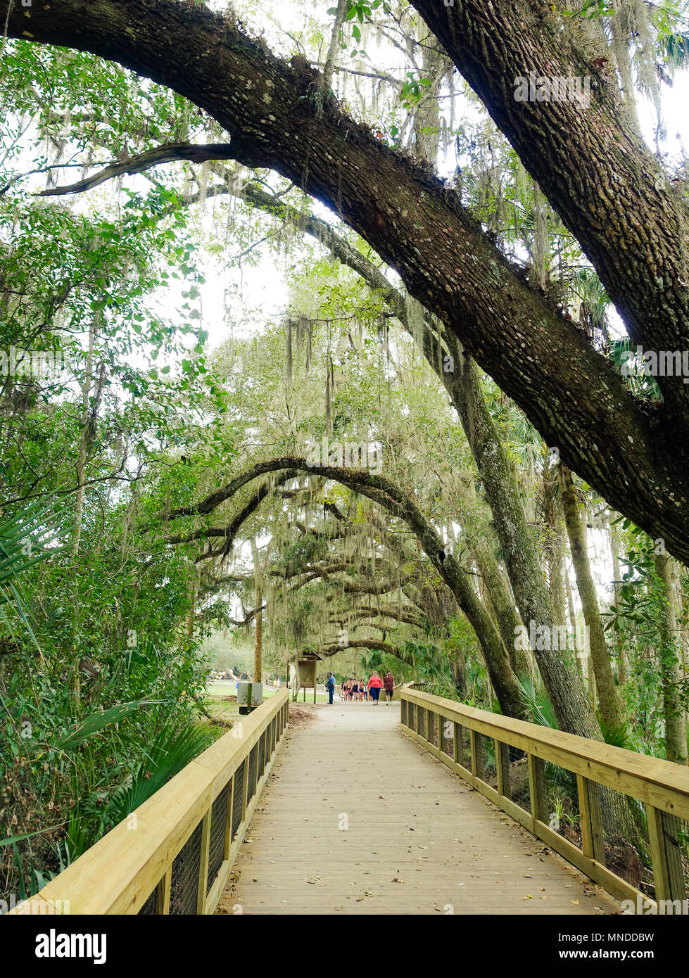 Blue Spring State Park in Orange City Central Florida Stock Photo - Alamy