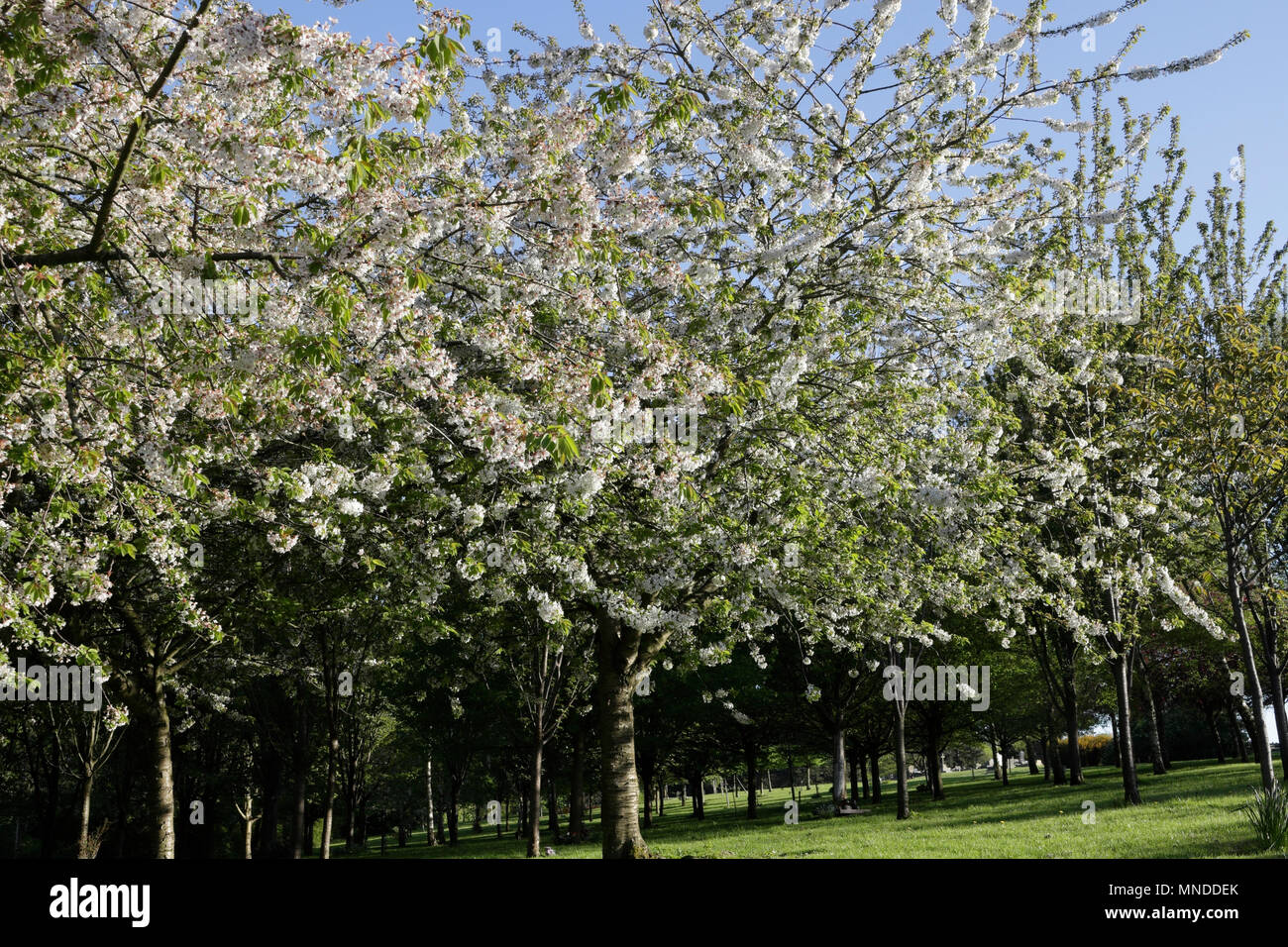 Row of cherry blossom trees hi-res stock photography and images - Alamy