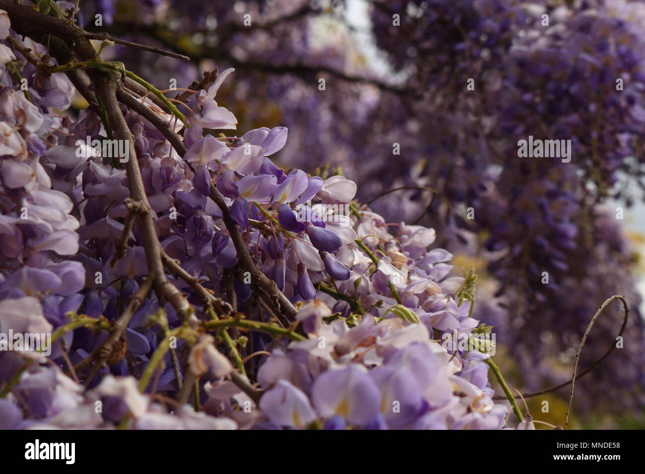 Striking colors of spring hi-res stock photography and images - Alamy