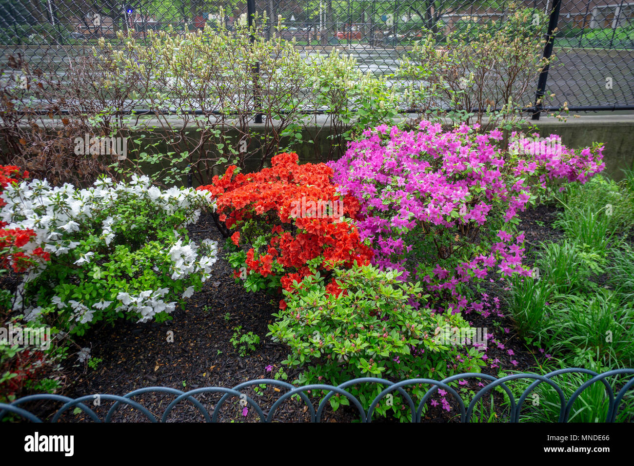 Landscaping in a aprtment building complex in Chelsea in New York is ...