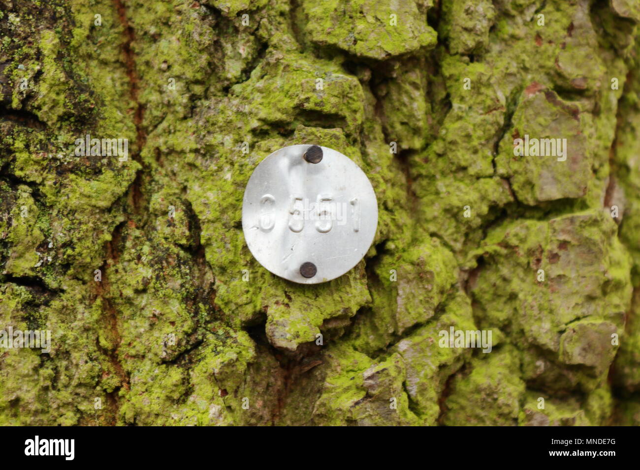 Mossy bark texture with numbered metal plaque nailed to it Stock Photo ...