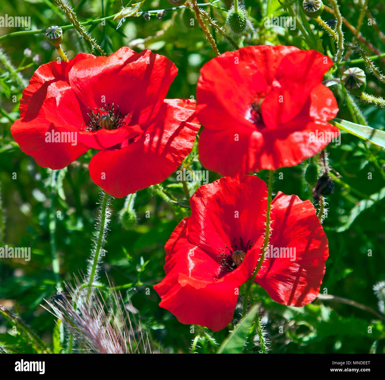 beautiful red poppy flowers growing outside in a green area Stock Photo ...