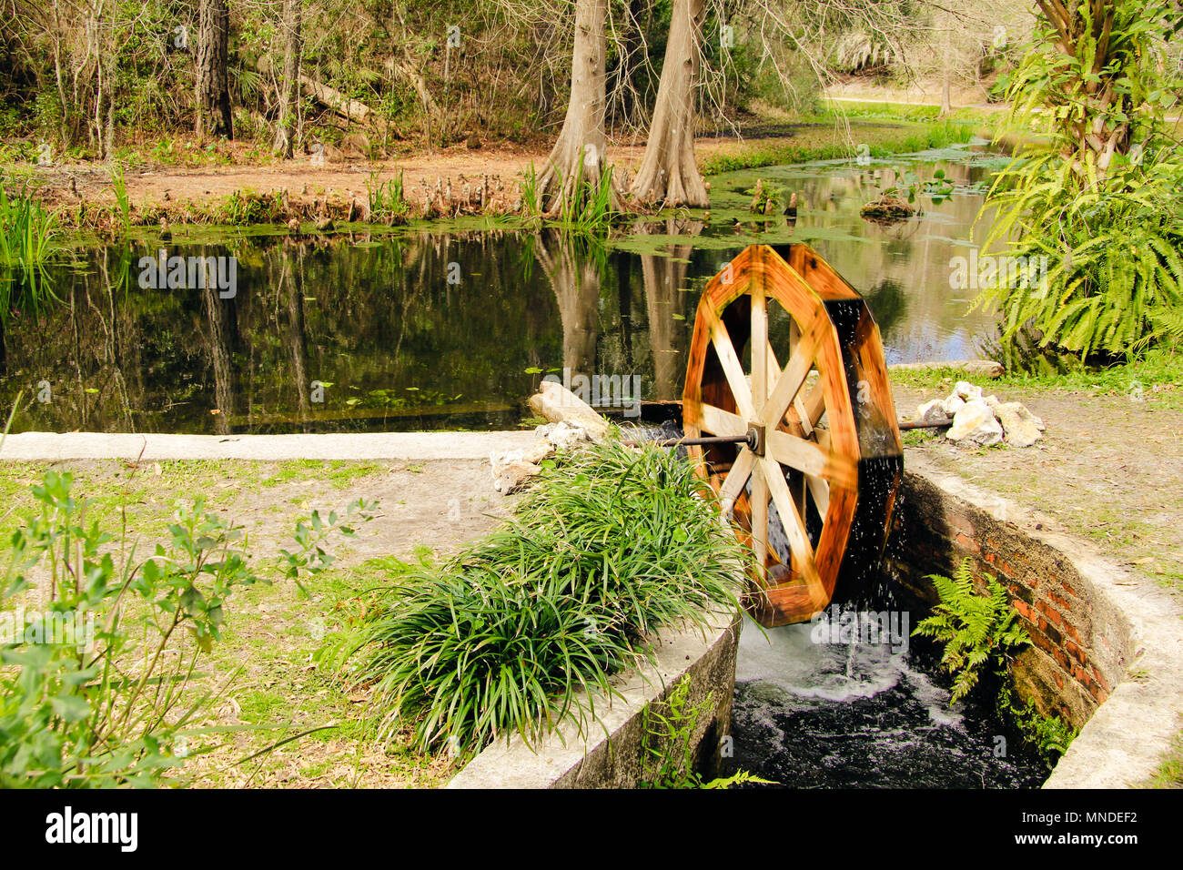 Ravine Gardens State Park in Palatka Florida Stock Photo - Alamy