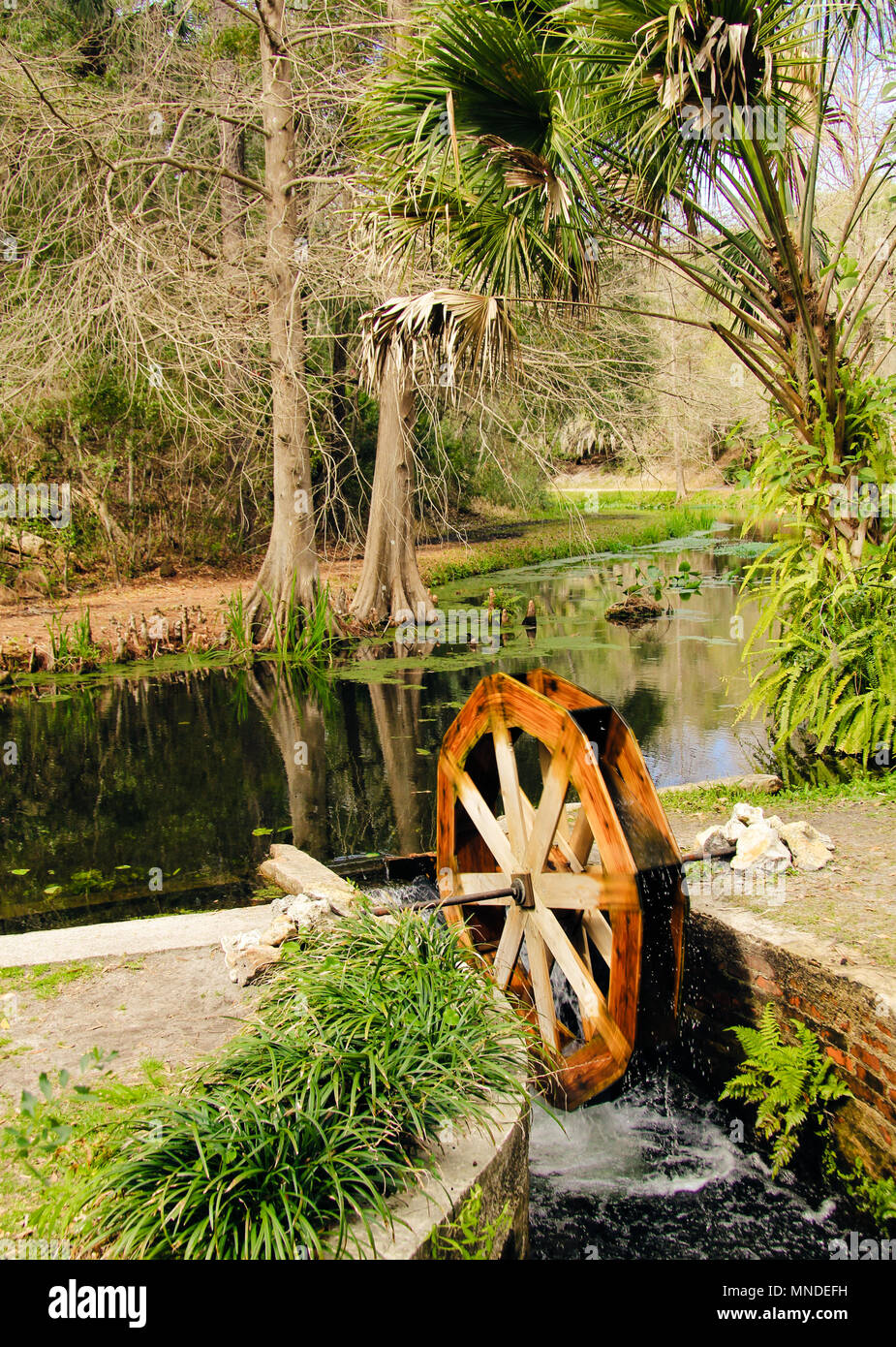 Ravine Gardens State Park in Palatka Florida Stock Photo - Alamy