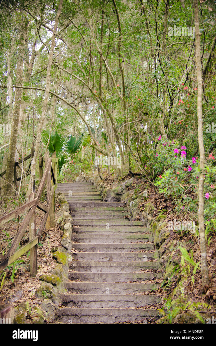Ravine Gardens State Park in Palatka Florida Stock Photo - Alamy