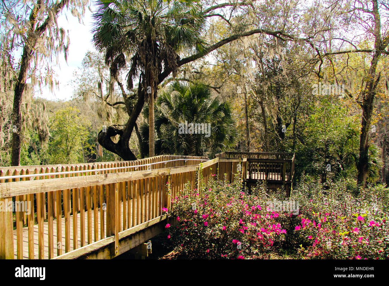 Ravine Gardens State Park in Palatka Florida Stock Photo - Alamy