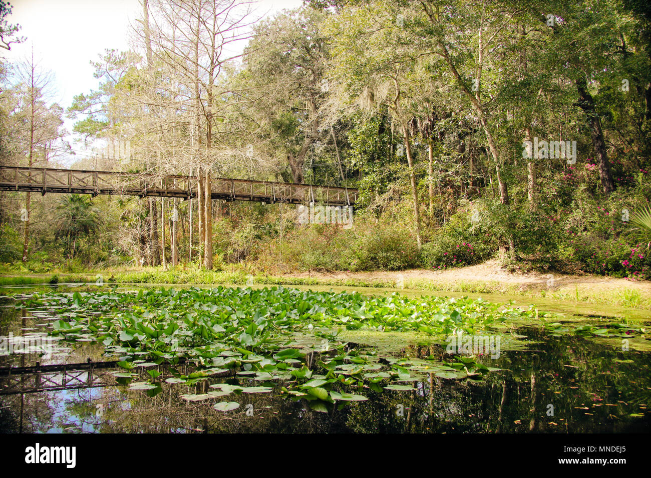Ravine Gardens State Park in Palatka Florida Stock Photo - Alamy