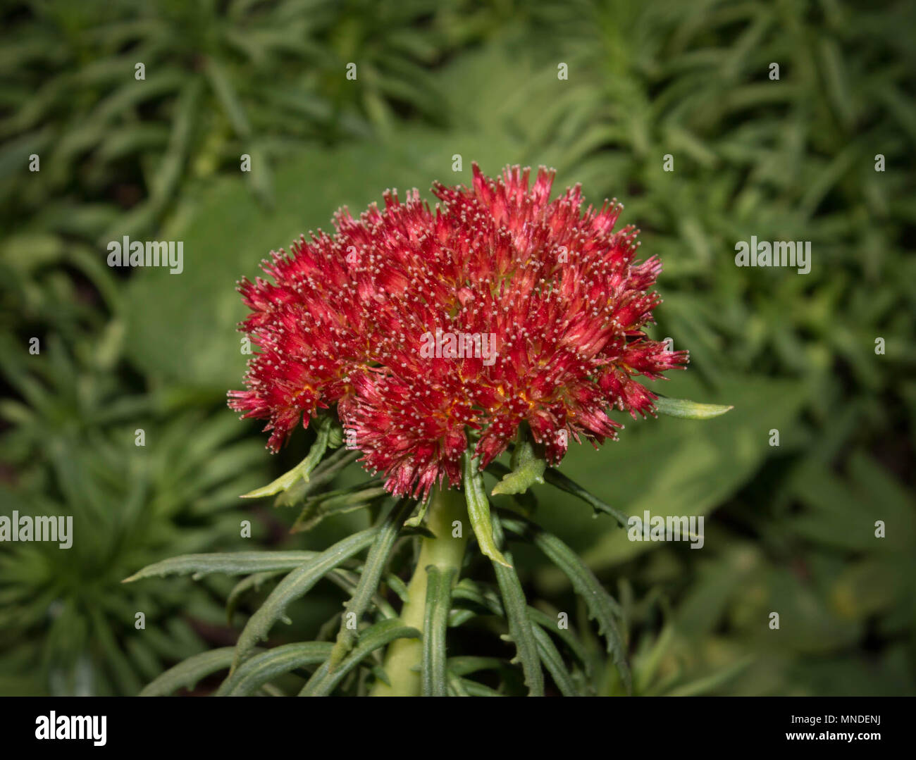 Orange ball flowers hi-res stock photography and images - Alamy