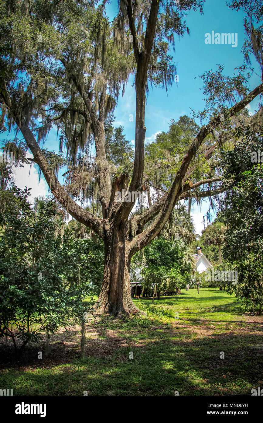 Marjorie Kinnan Rawlings Historic State Park in Hawthorne Florida Stock ...